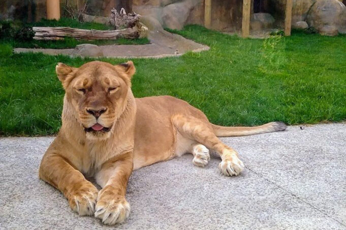 Erie Zoo remembers Queen of the Zoo - TalkErie.com